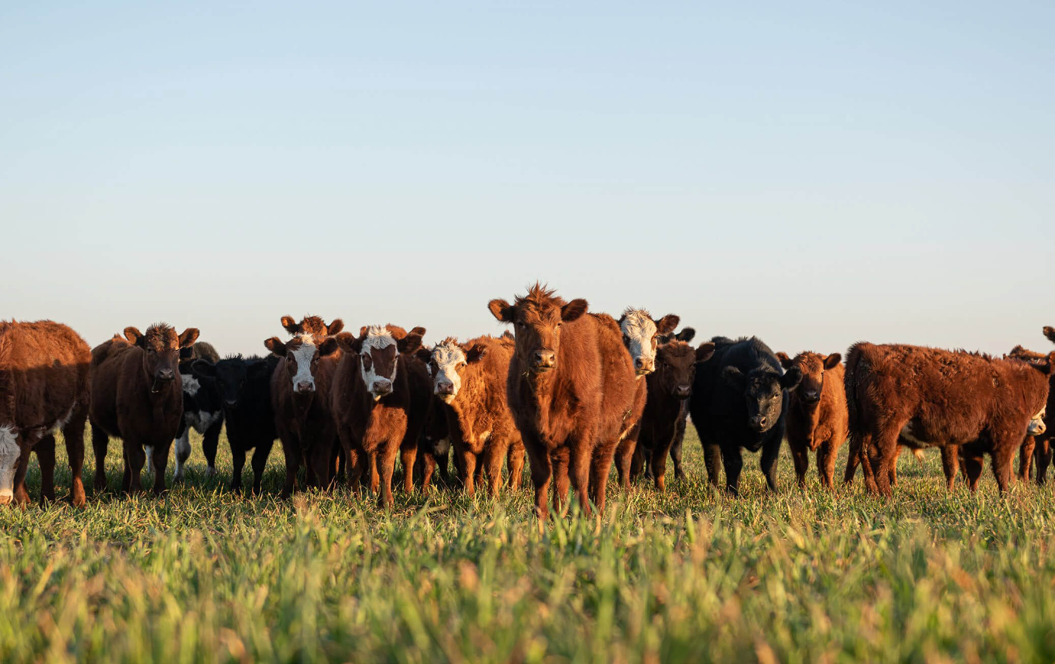 Biogas – renewable energy at its best - Elomatic